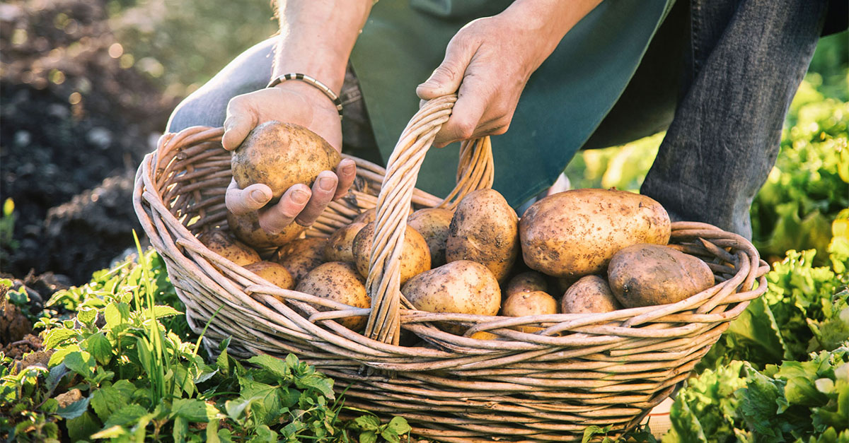 Genuss oder Gift? So nahe liegen sie beieinander - CONCORDIA